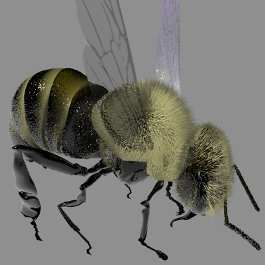 c4d honey bee