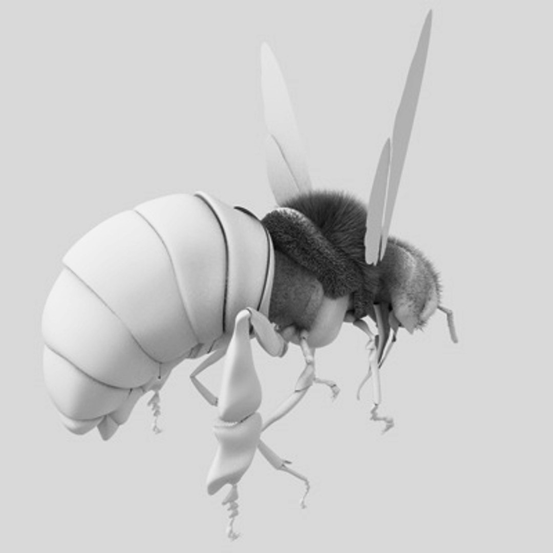 c4d honey bee