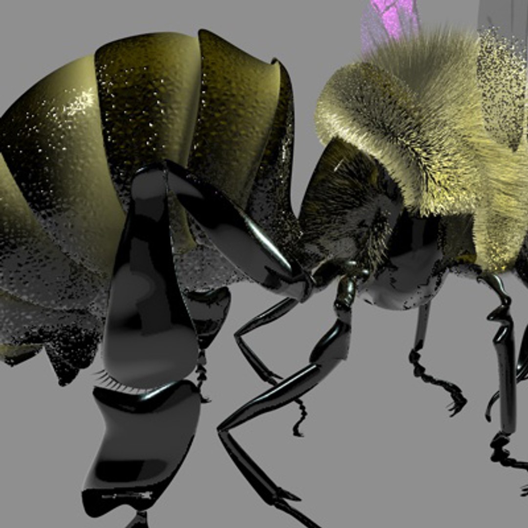 c4d honey bee