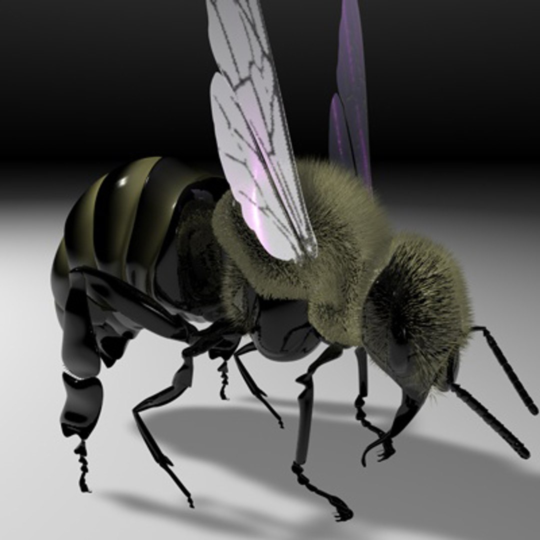 c4d honey bee