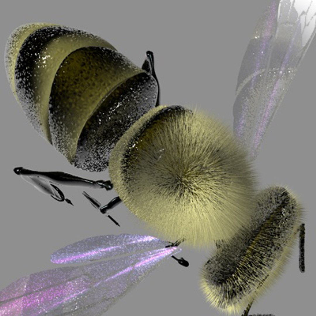 c4d honey bee