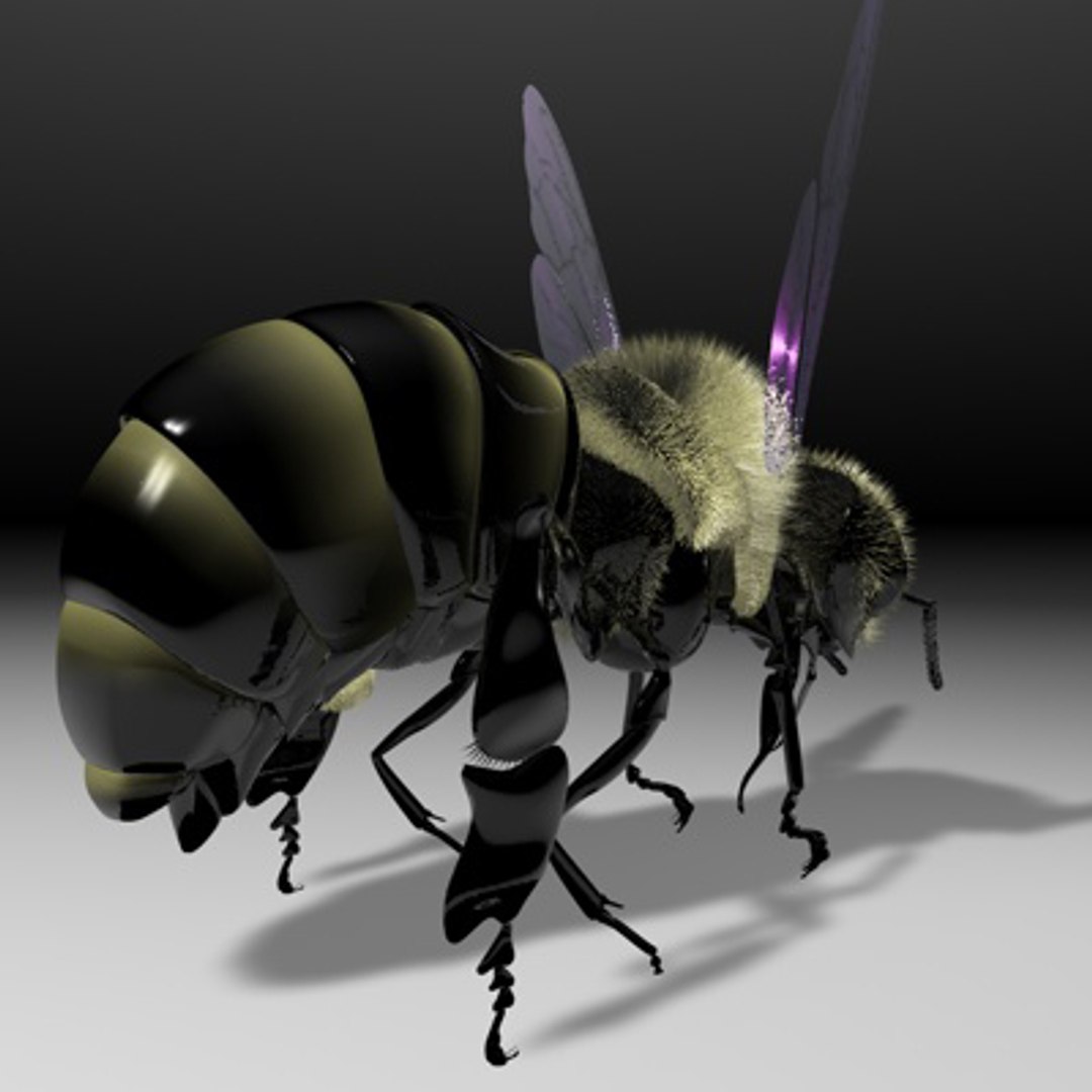 c4d honey bee