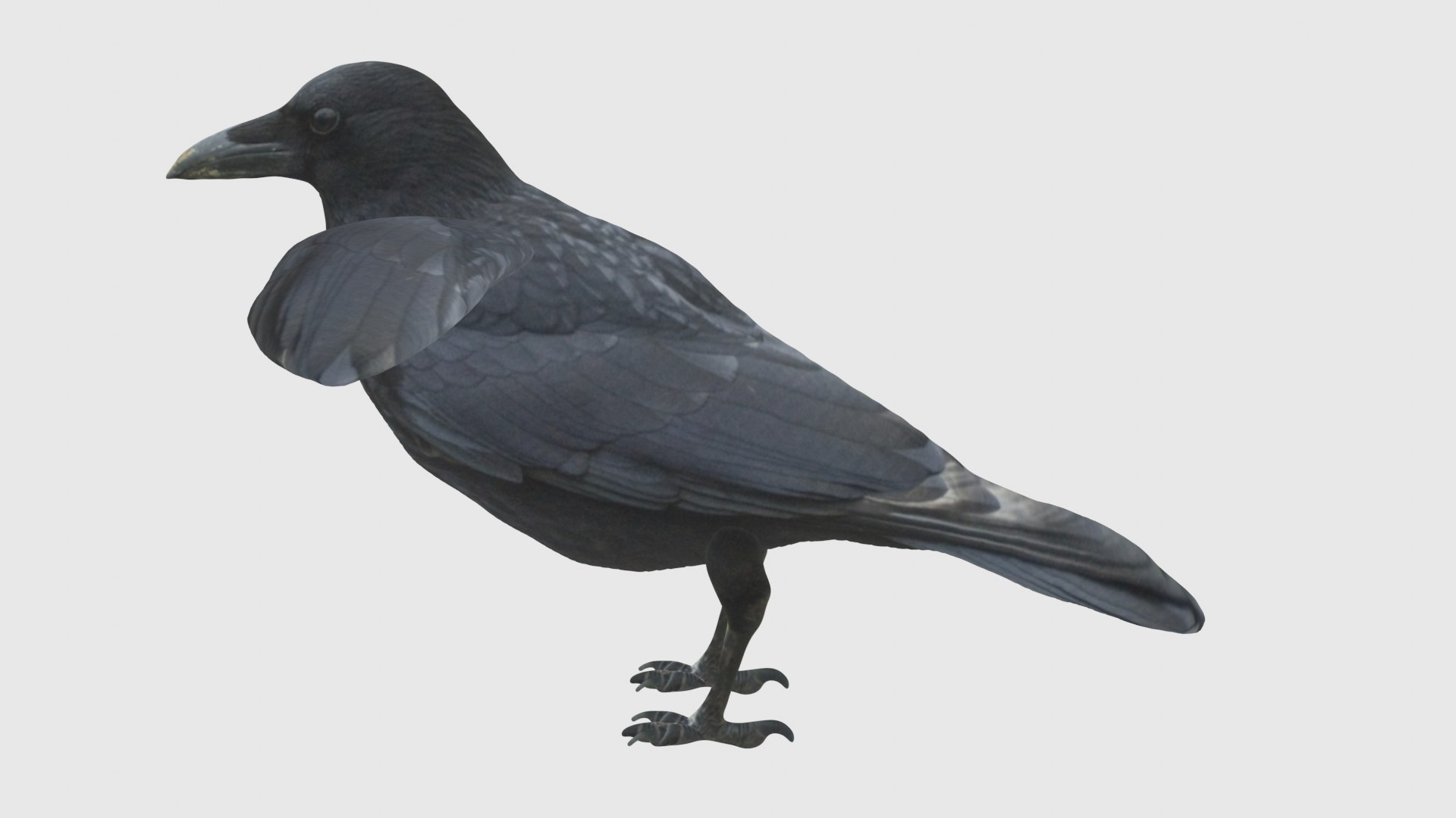 3D Low Poly Crow Rigged With Realistic Texture - TurboSquid 1875944