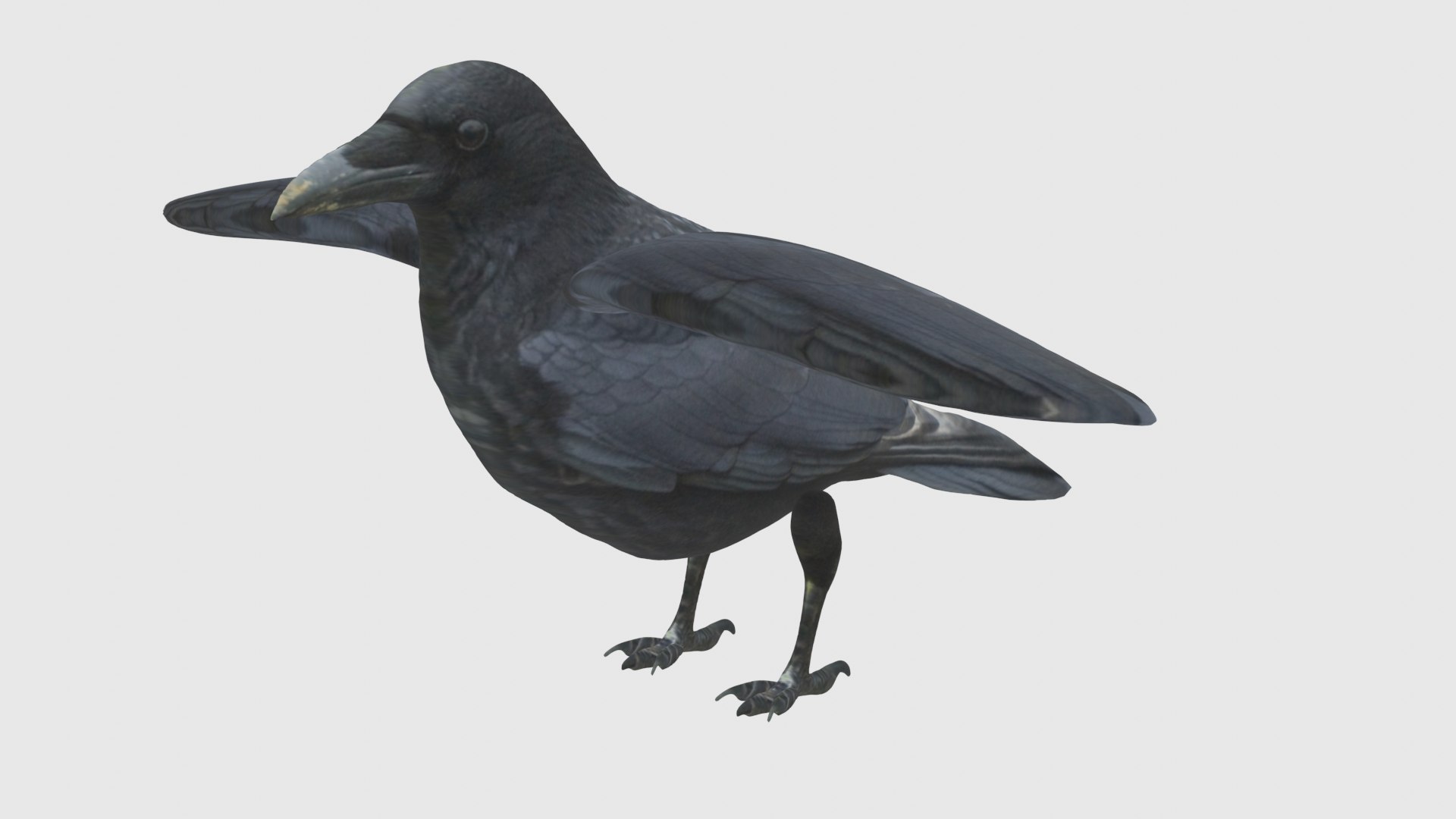 3D Low Poly Crow Rigged With Realistic Texture - TurboSquid 1875944