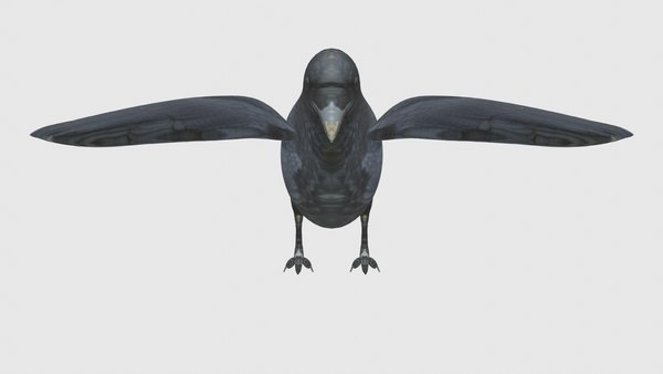 3D Low Poly Crow Rigged With Realistic Texture - TurboSquid 1875944