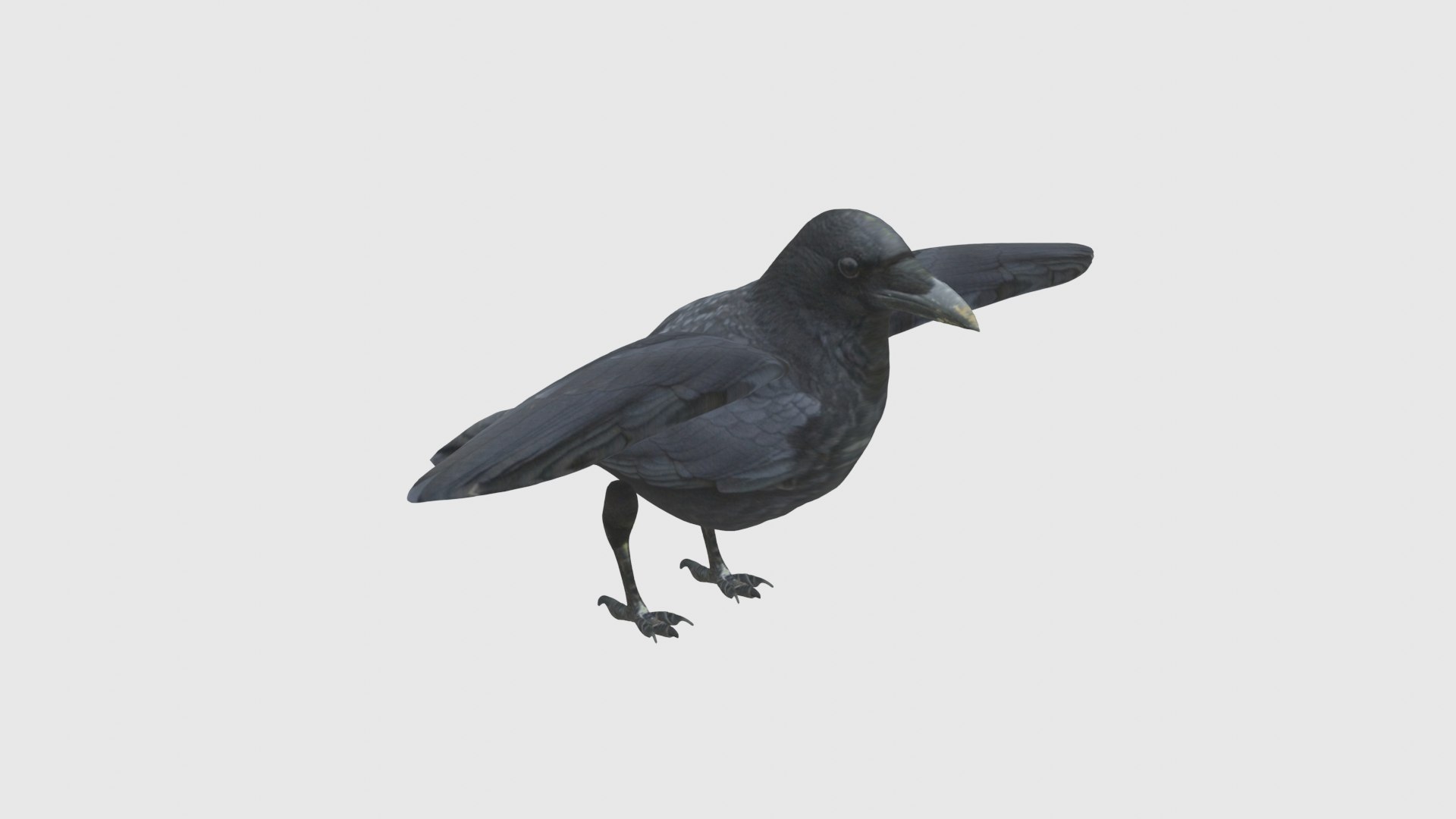 3D Low Poly Crow Rigged With Realistic Texture - TurboSquid 1875944