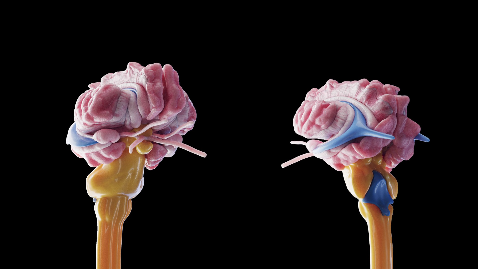 Human Male Body and Nervous System Static model - TurboSquid 2052426