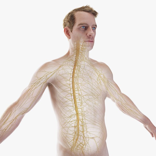 Nervous System 3D Models for Download | TurboSquid