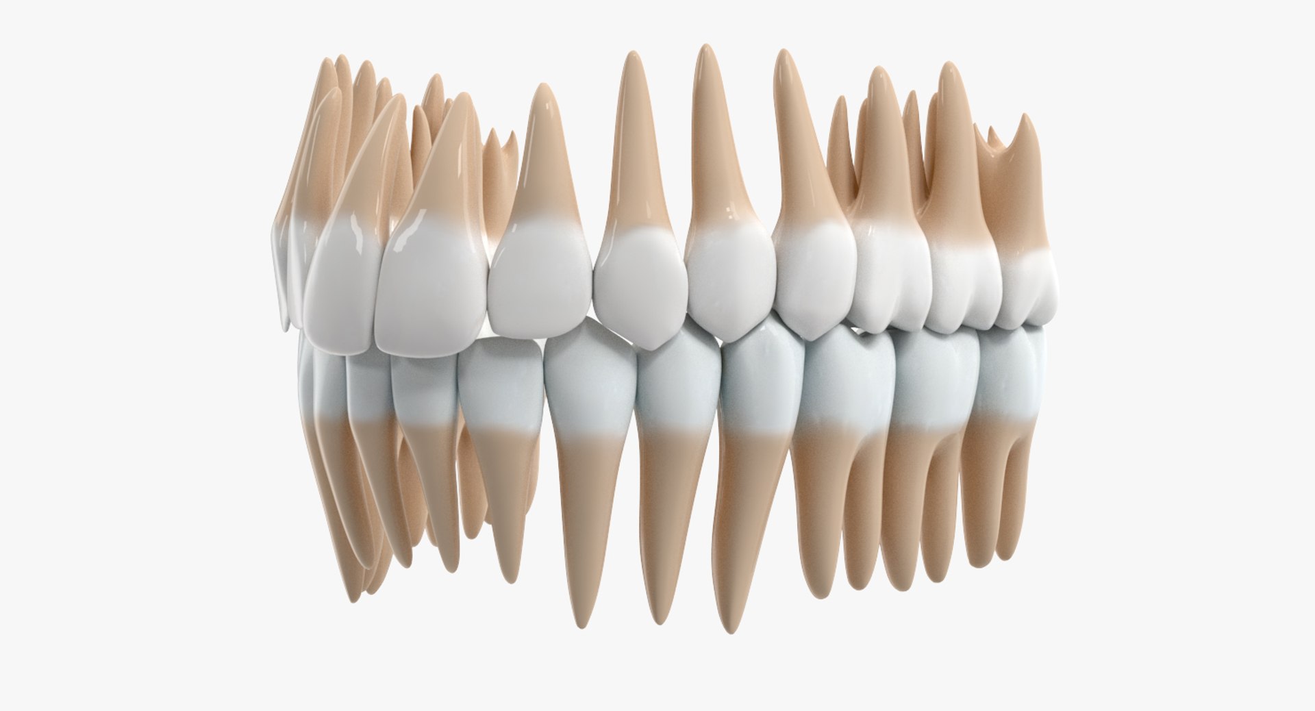 Teeth Anatomy Dxf