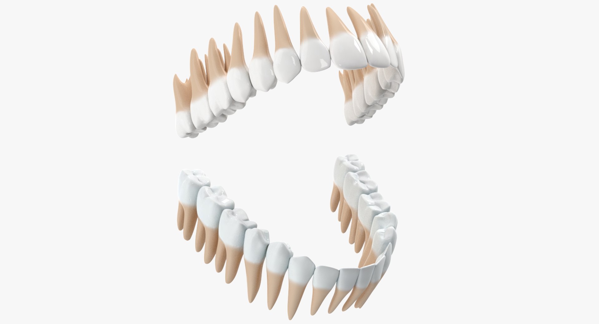 Teeth Anatomy Dxf