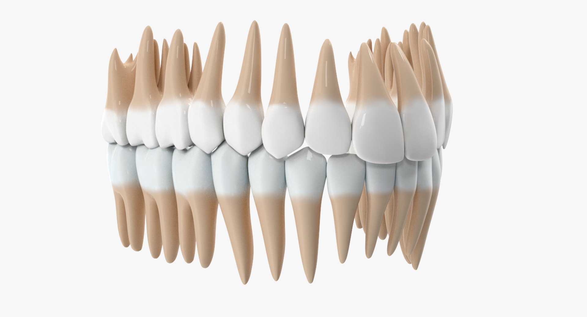 Teeth Anatomy Dxf
