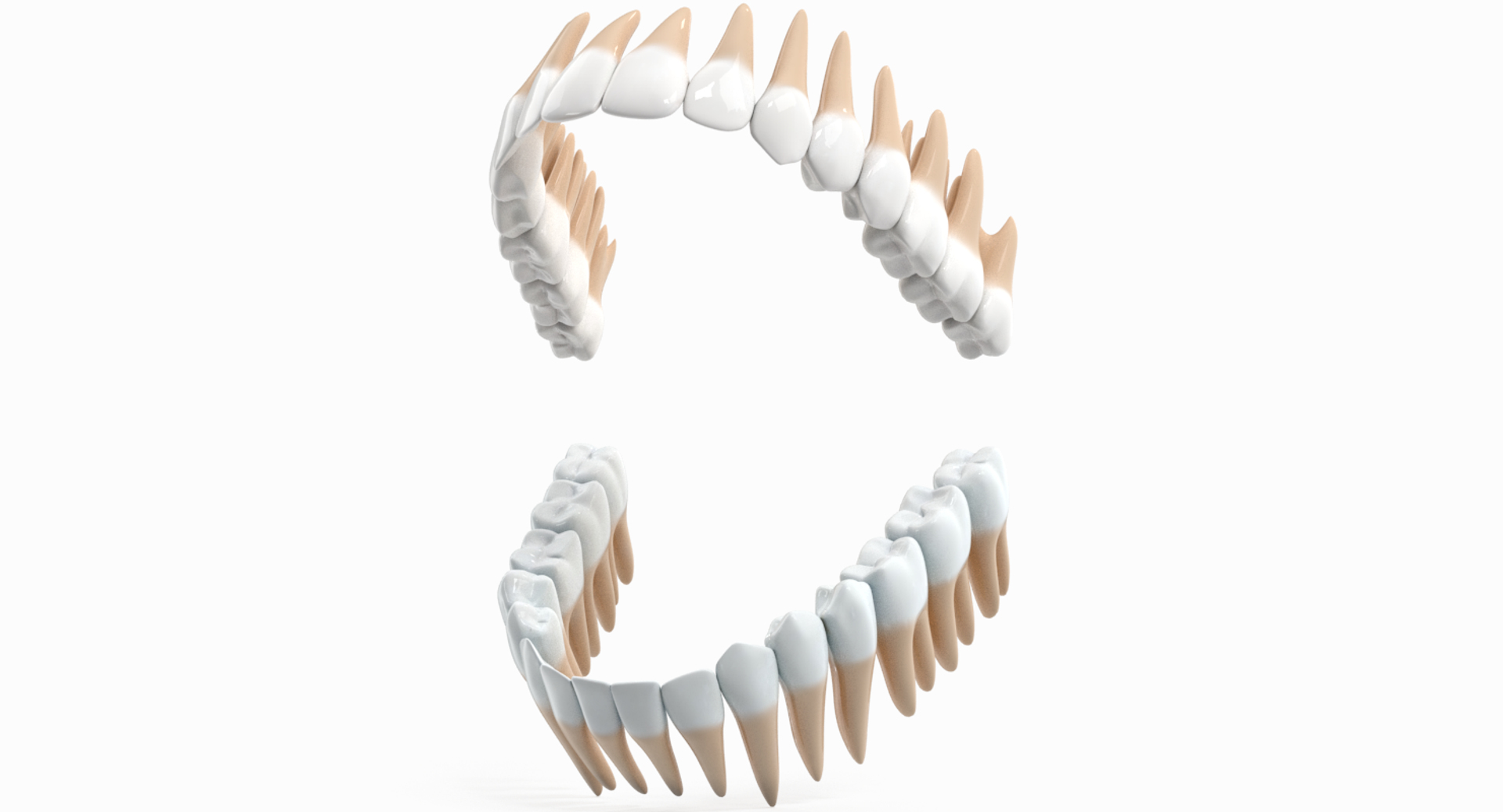 Teeth Anatomy Dxf