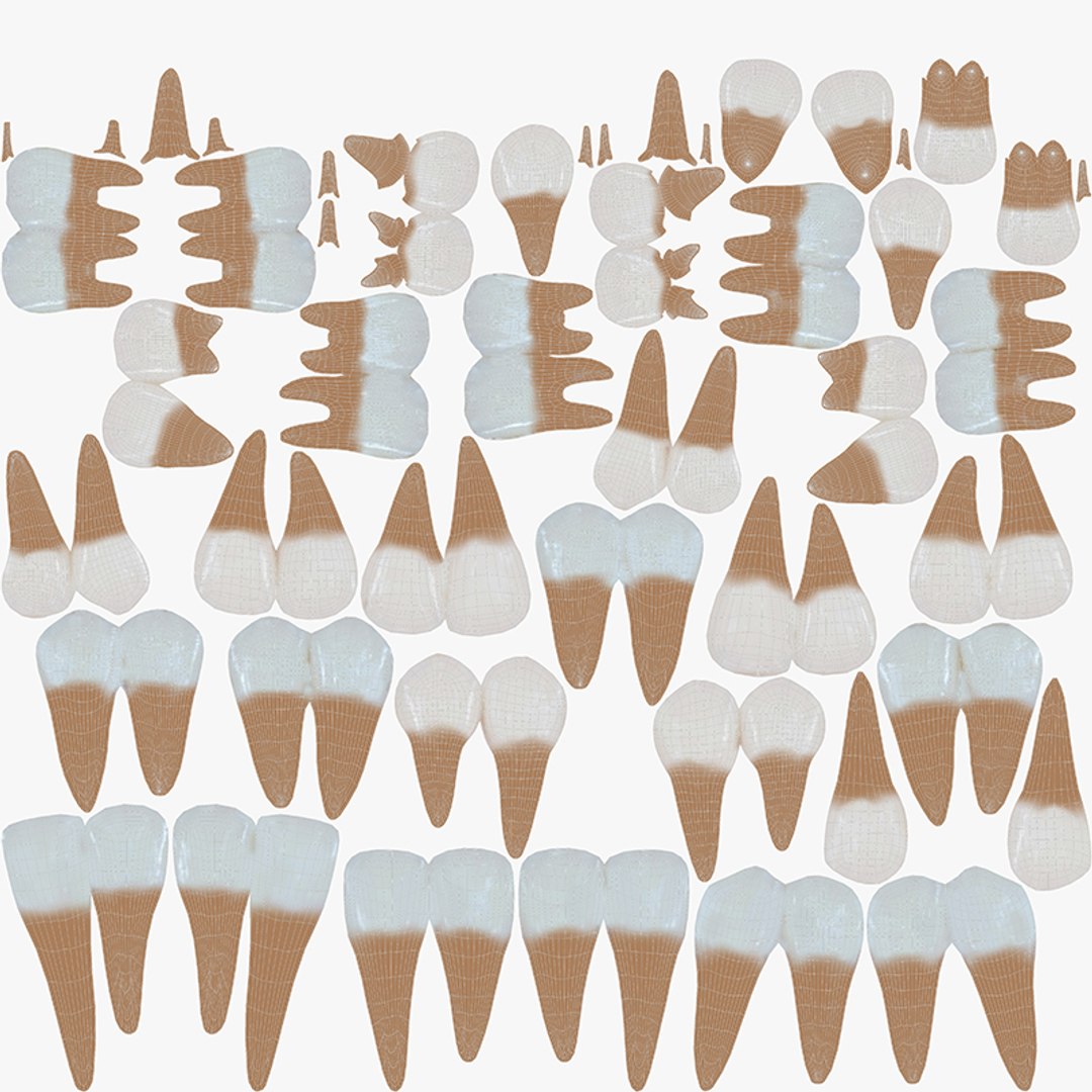 Teeth Anatomy Dxf