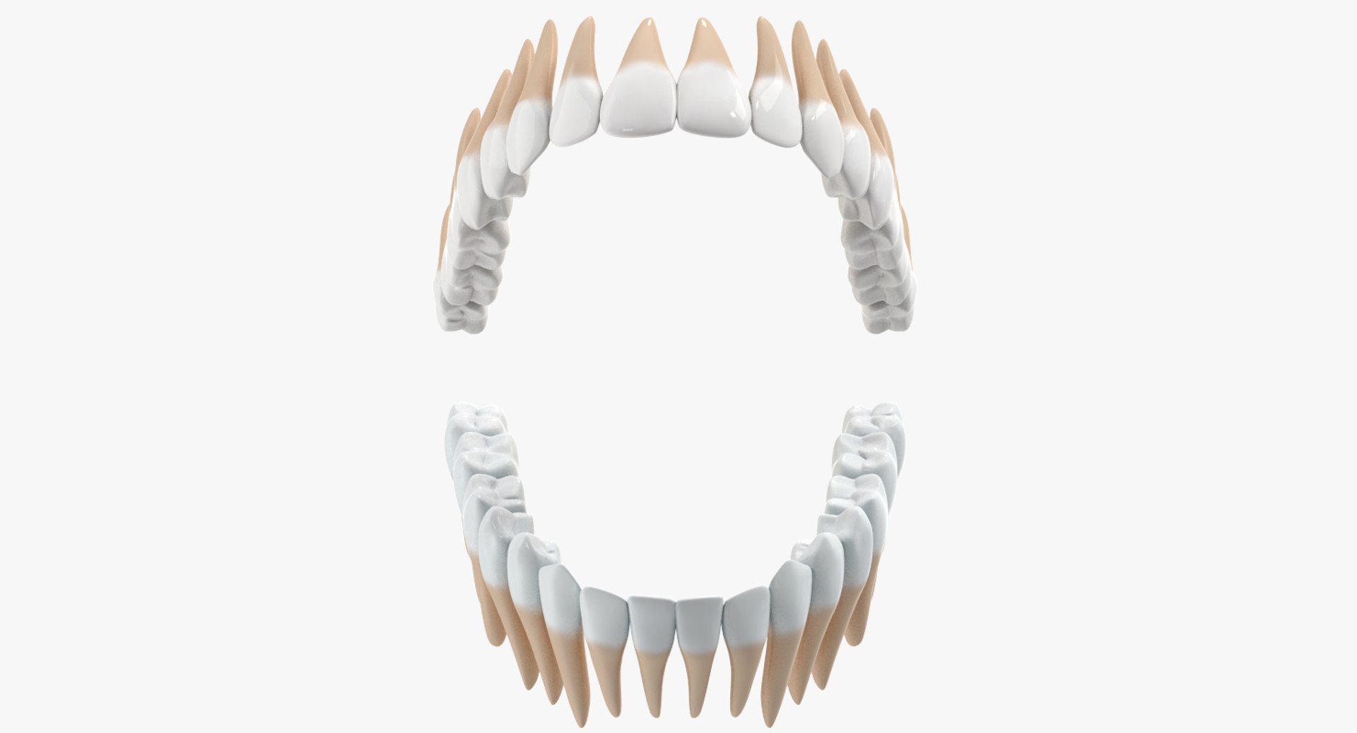 Teeth Anatomy Dxf