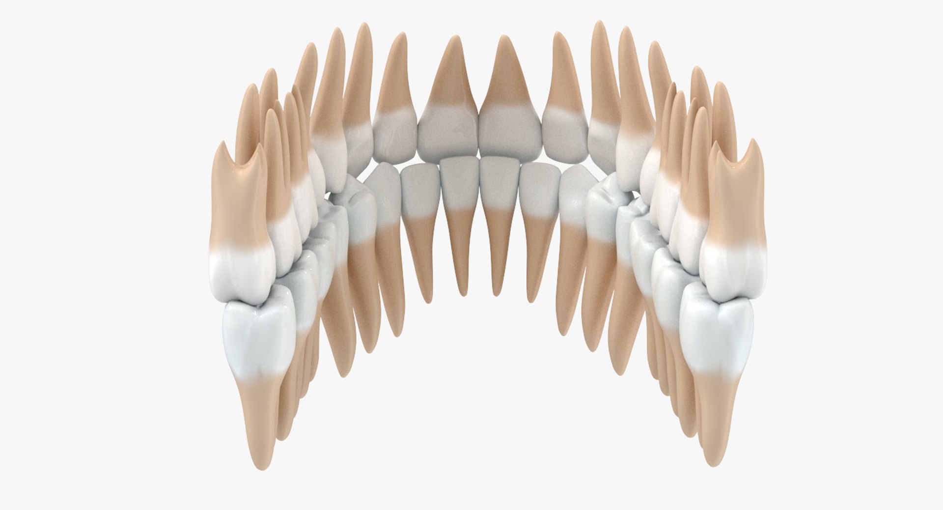 Teeth Anatomy Dxf