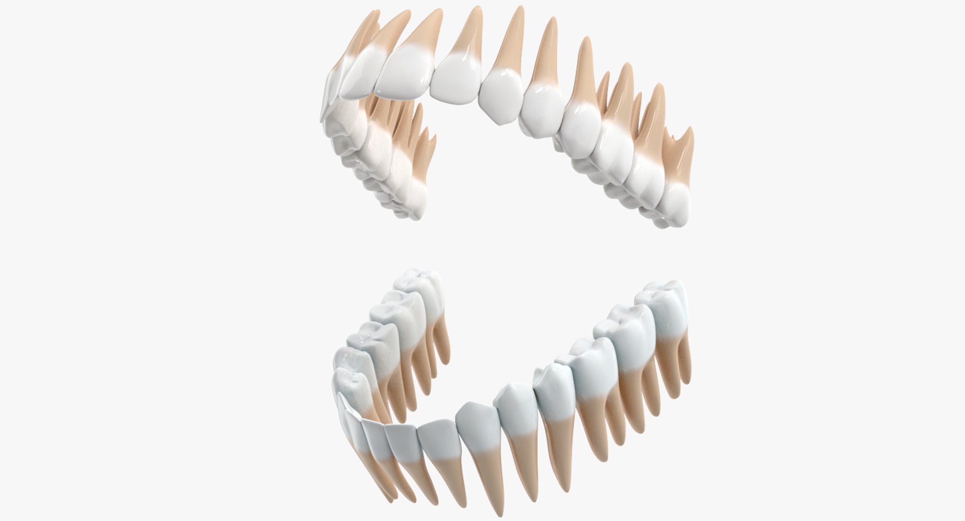 Teeth Anatomy Dxf