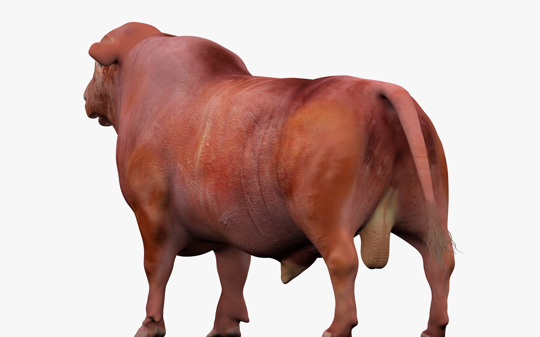 3D RED ANGUS Rigged L2055 - TurboSquid 2153488