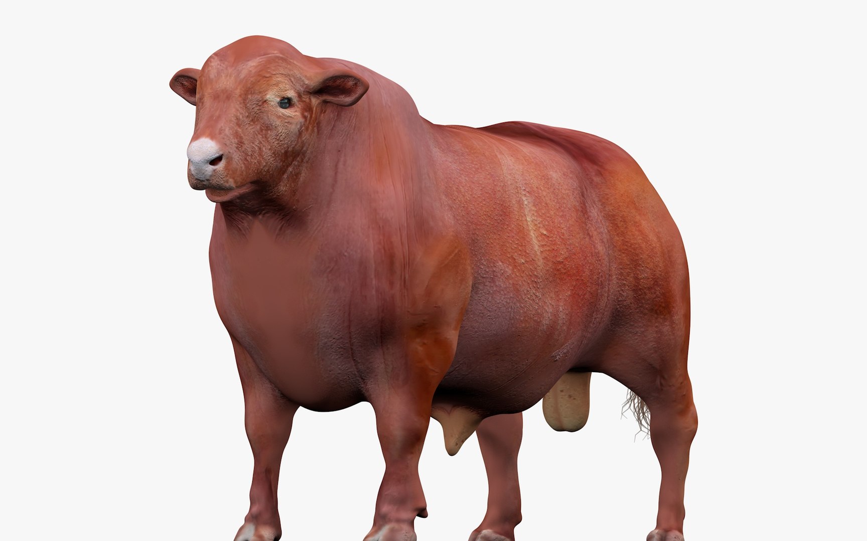 3D RED ANGUS Rigged L2055 - TurboSquid 2153488