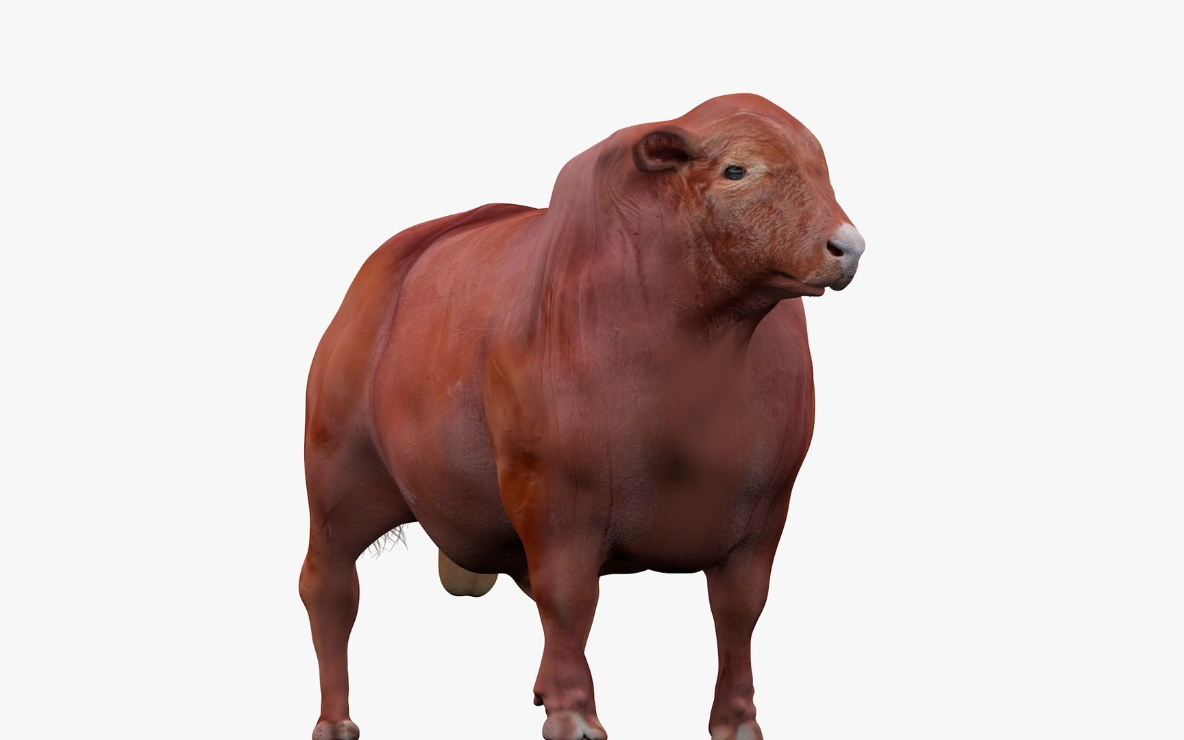 3D RED ANGUS Rigged L2055 - TurboSquid 2153488
