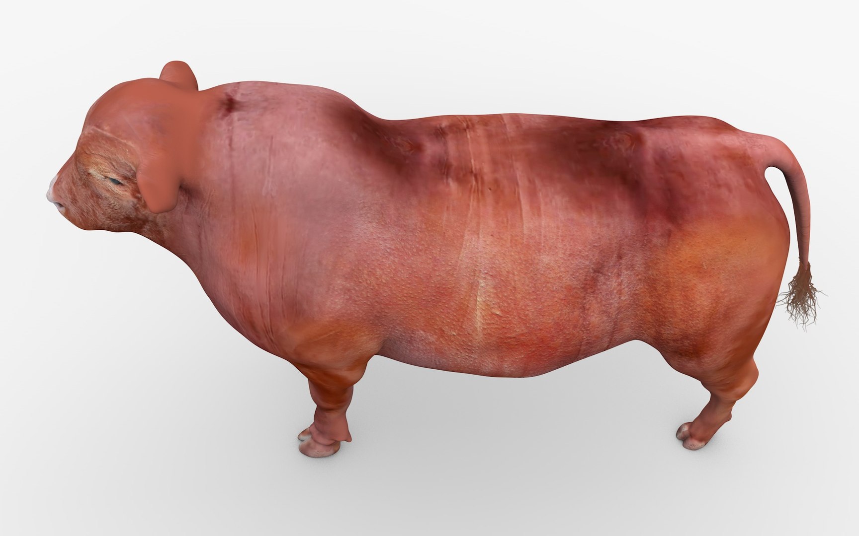 3D RED ANGUS Rigged L2055 - TurboSquid 2153488