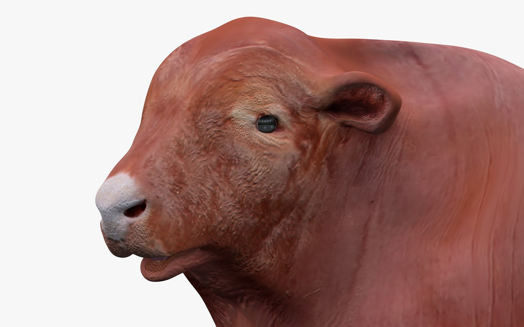 3D RED ANGUS Rigged L2055 - TurboSquid 2153488