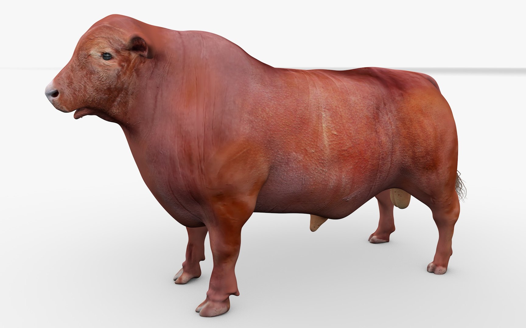 3D RED ANGUS Rigged L2055 - TurboSquid 2153488