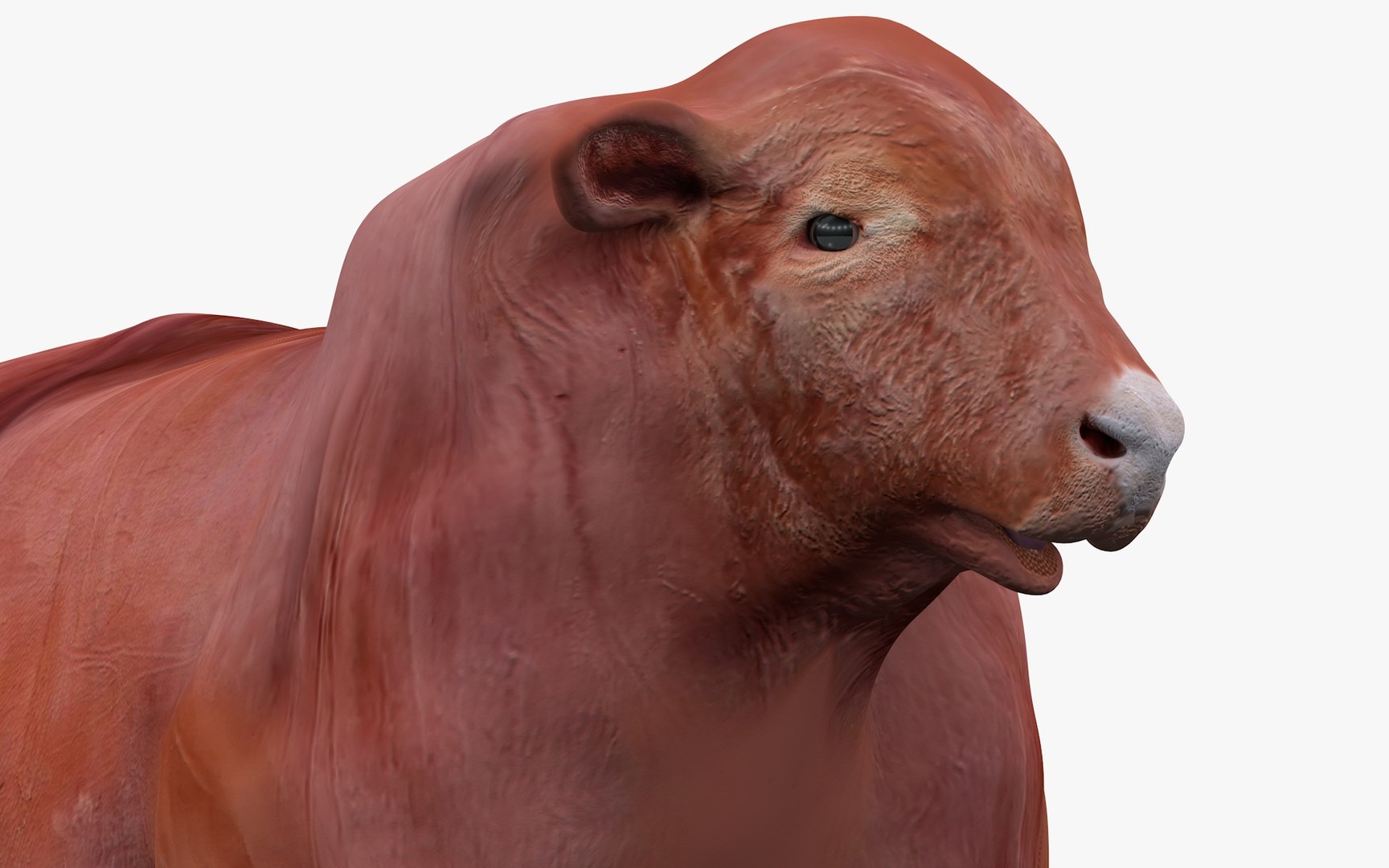3D RED ANGUS Rigged L2055 - TurboSquid 2153488