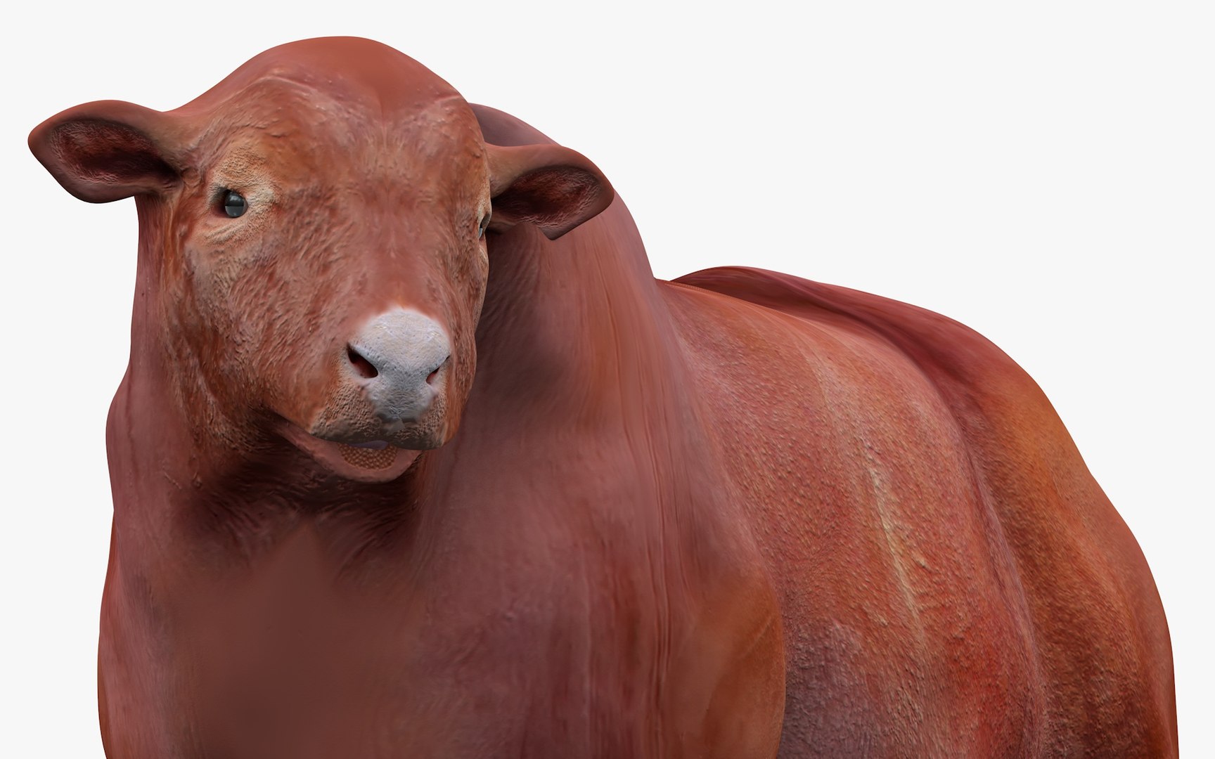 3D RED ANGUS Rigged L2055 - TurboSquid 2153488