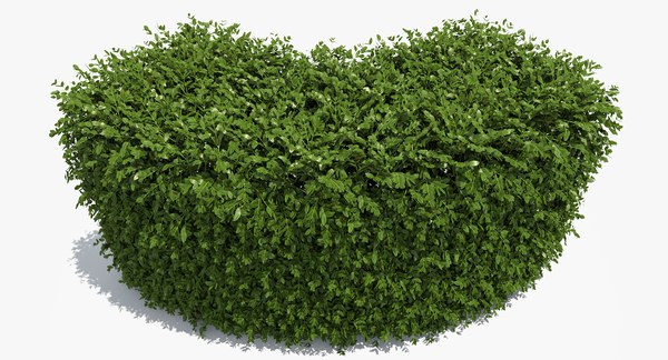 free boxwood hedge 3d model