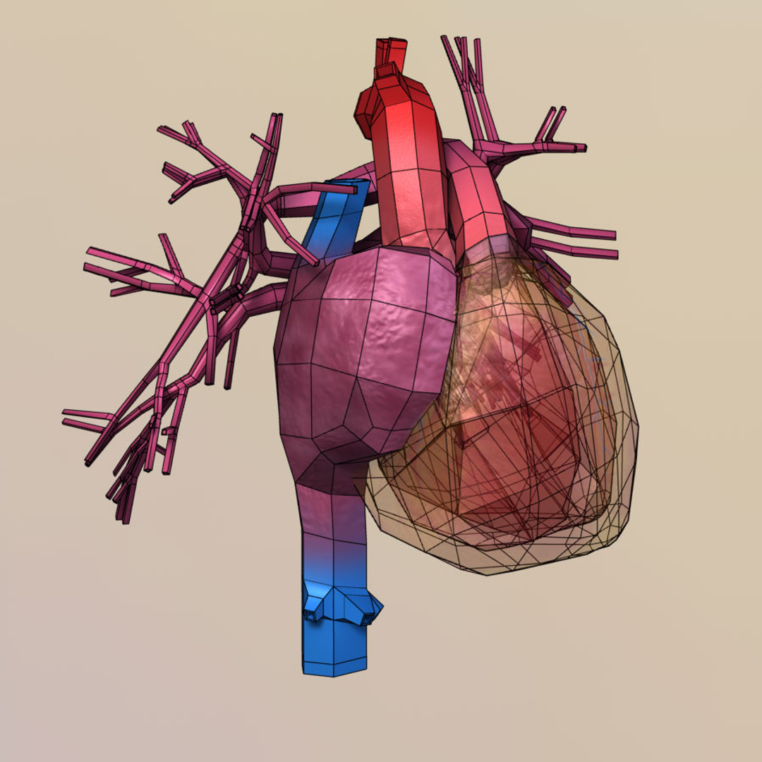 3d Model Human Heart