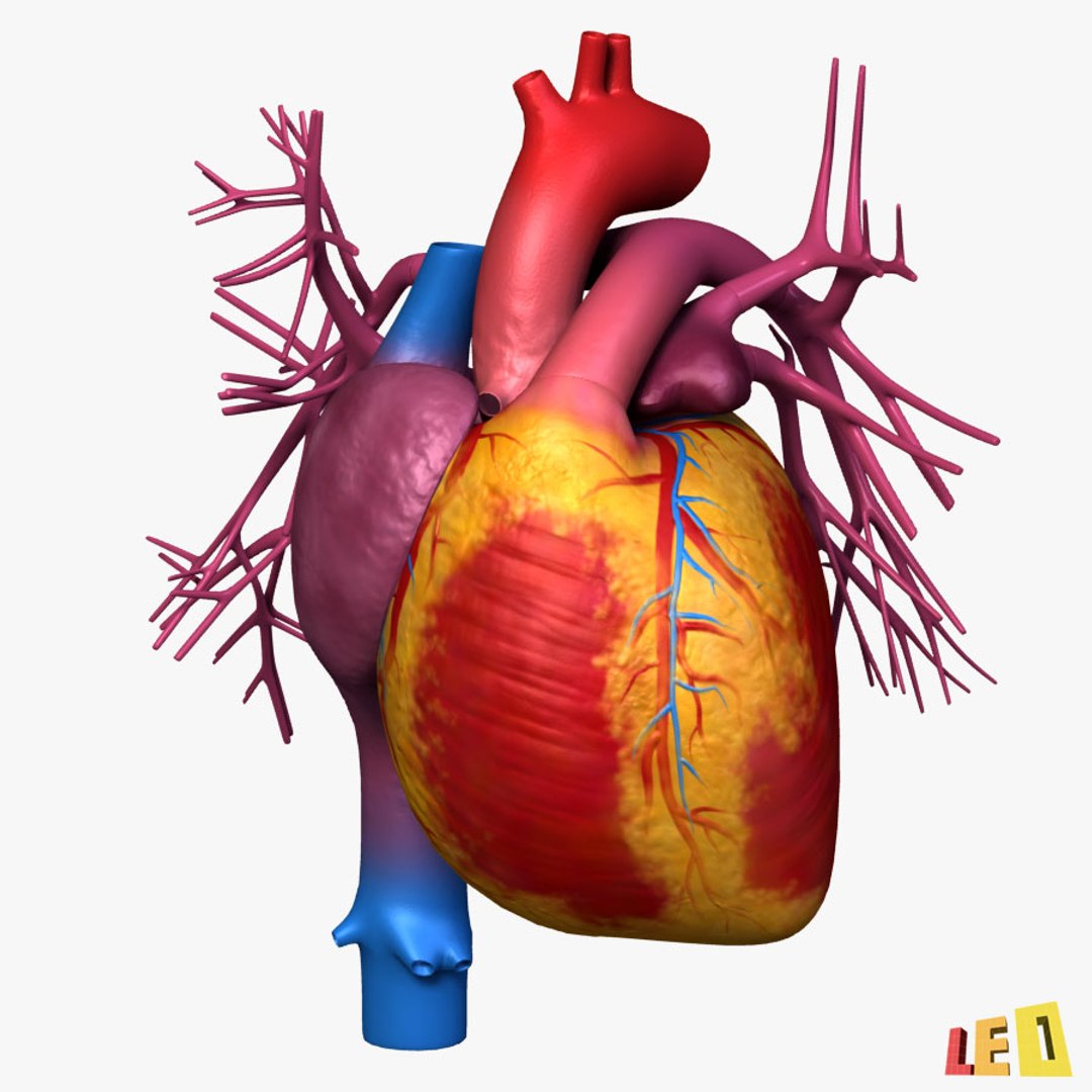 3d Model Human Heart
