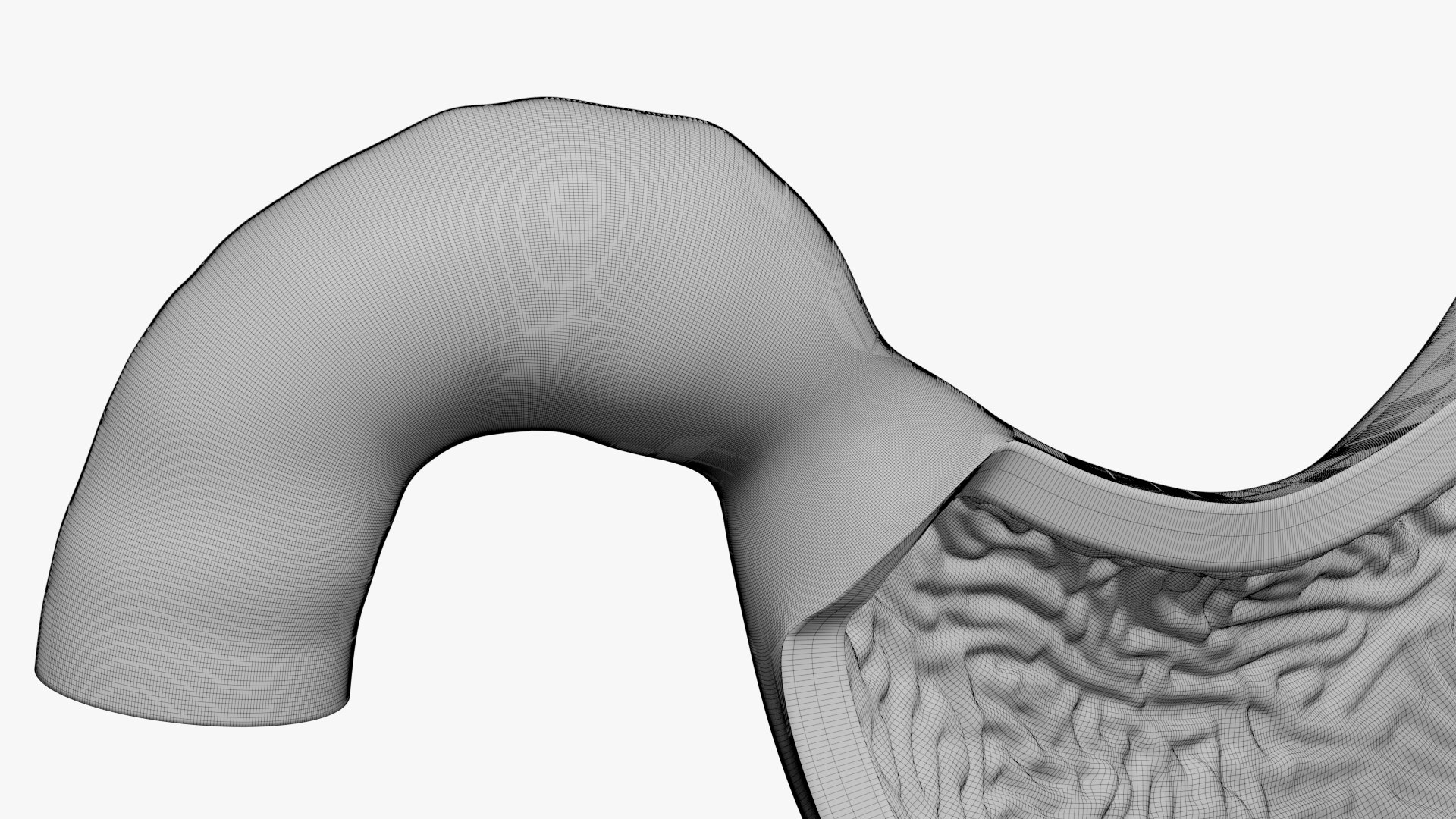 Stomach cross section 3D model - TurboSquid 1919089