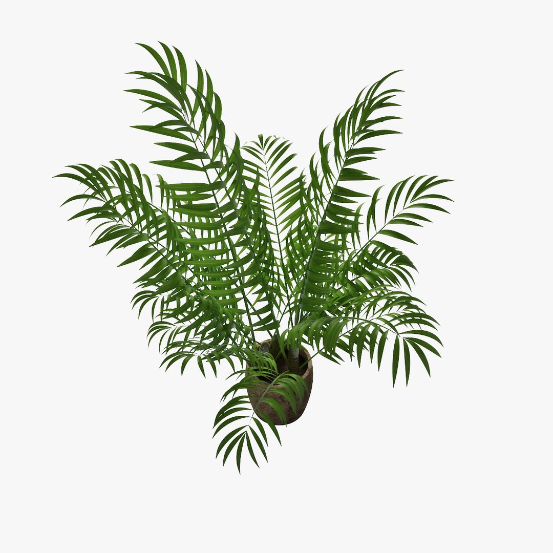 Palm 3D Model - TurboSquid 1194681