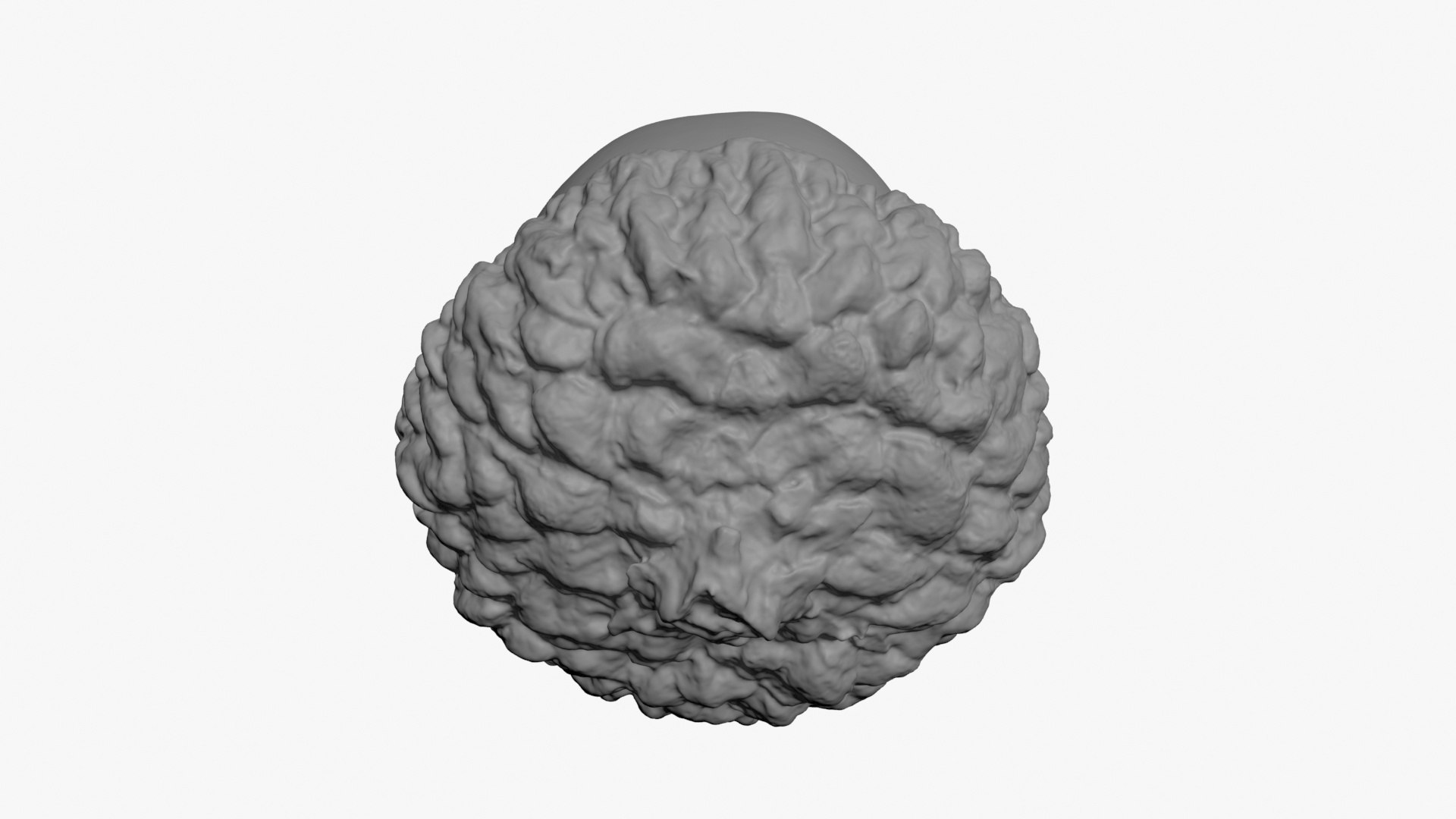 Acorn 03 3D Print 3D Model - TurboSquid 2283042