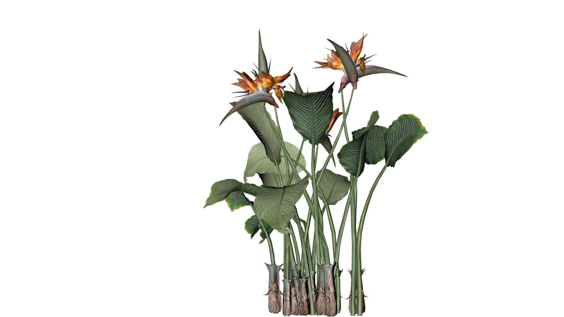 Bird Of Paradise Flowers - 10 - 3D - TurboSquid 2372534