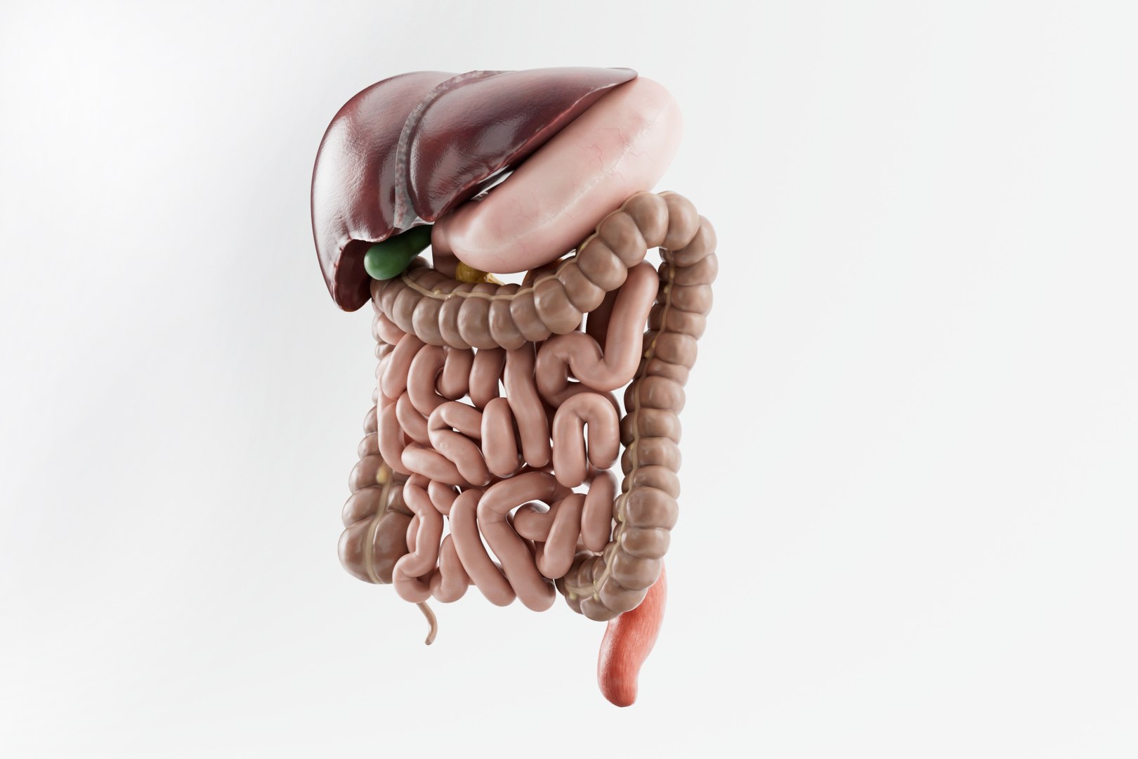 Human Digestive System PBR 3D - TurboSquid 2255983