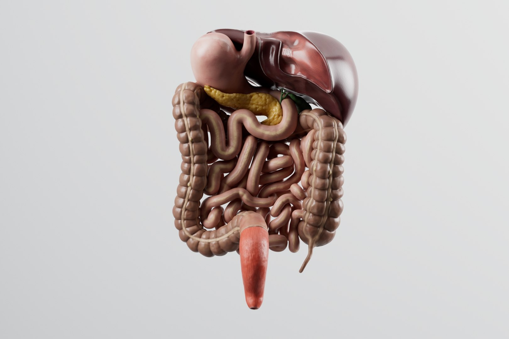 Human Digestive System PBR 3D - TurboSquid 2255983