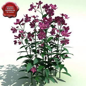 3D Oleander Models - Browse & Download Formats - TurboSquid