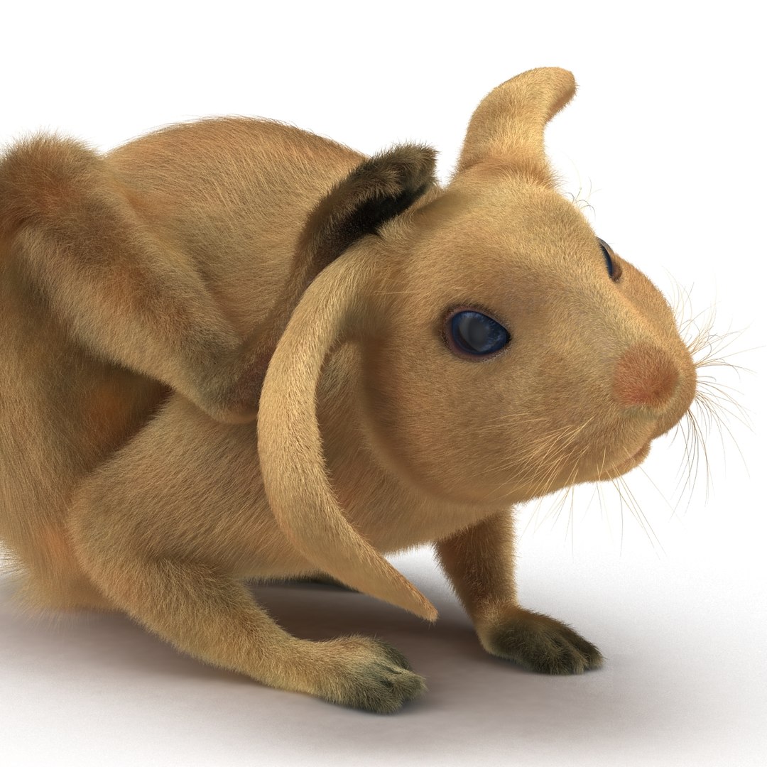 3d rabbit pose 4