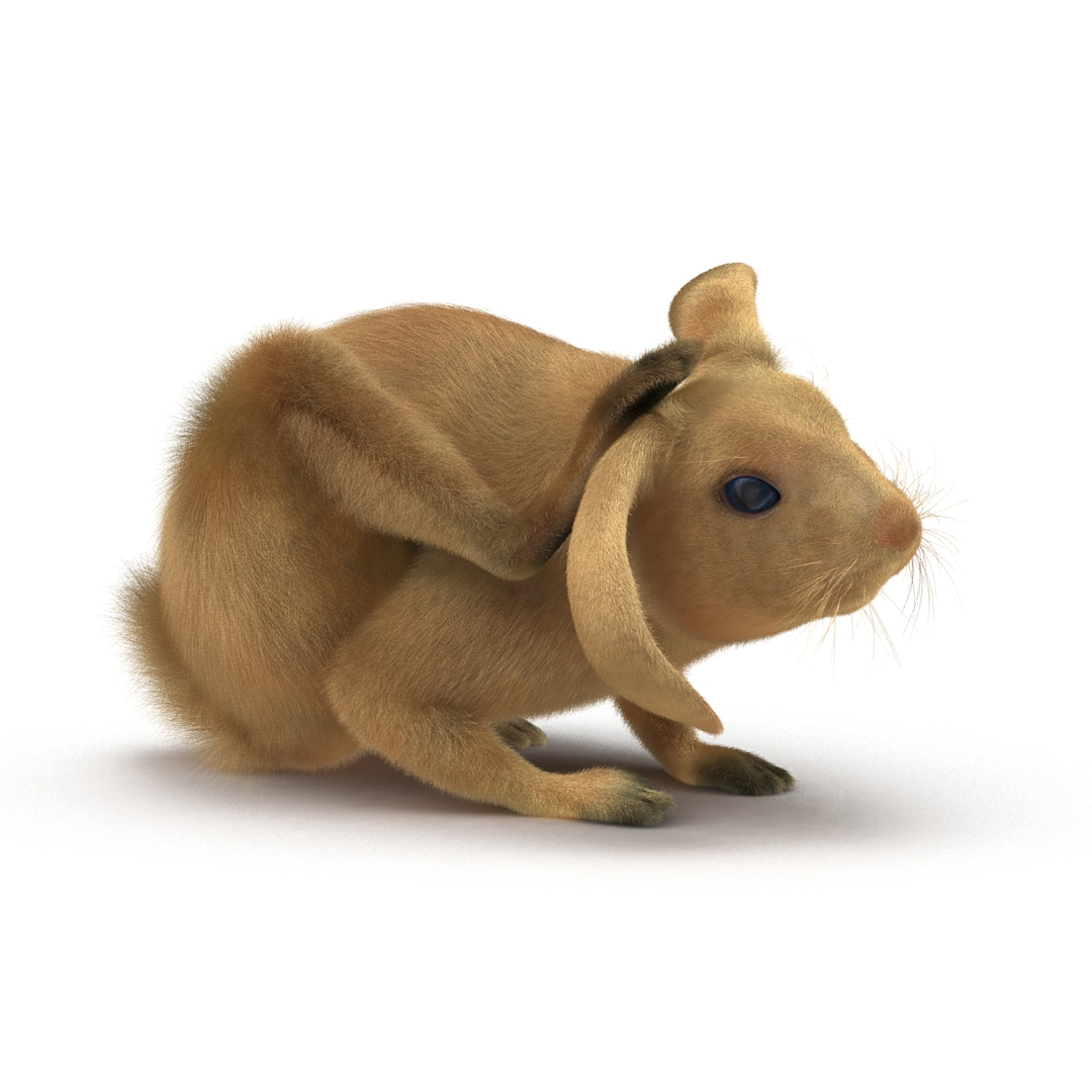 3d rabbit pose 4