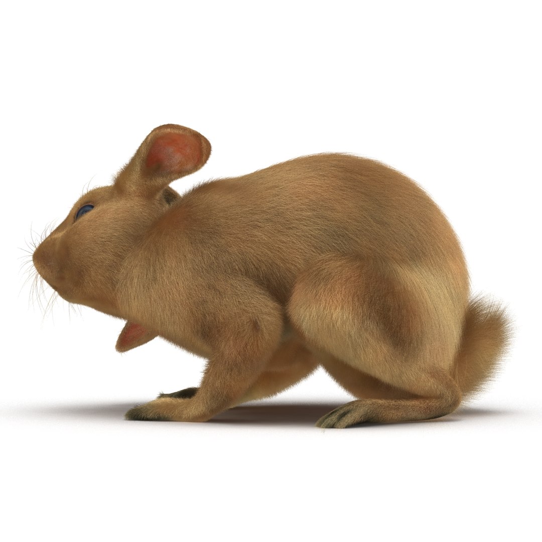 3d Rabbit Pose 4