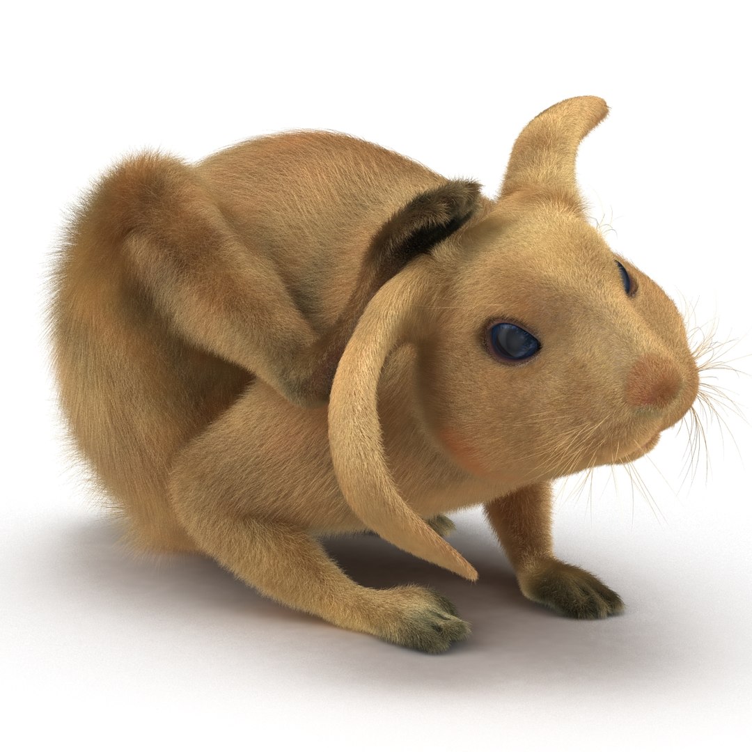 3d rabbit pose 4