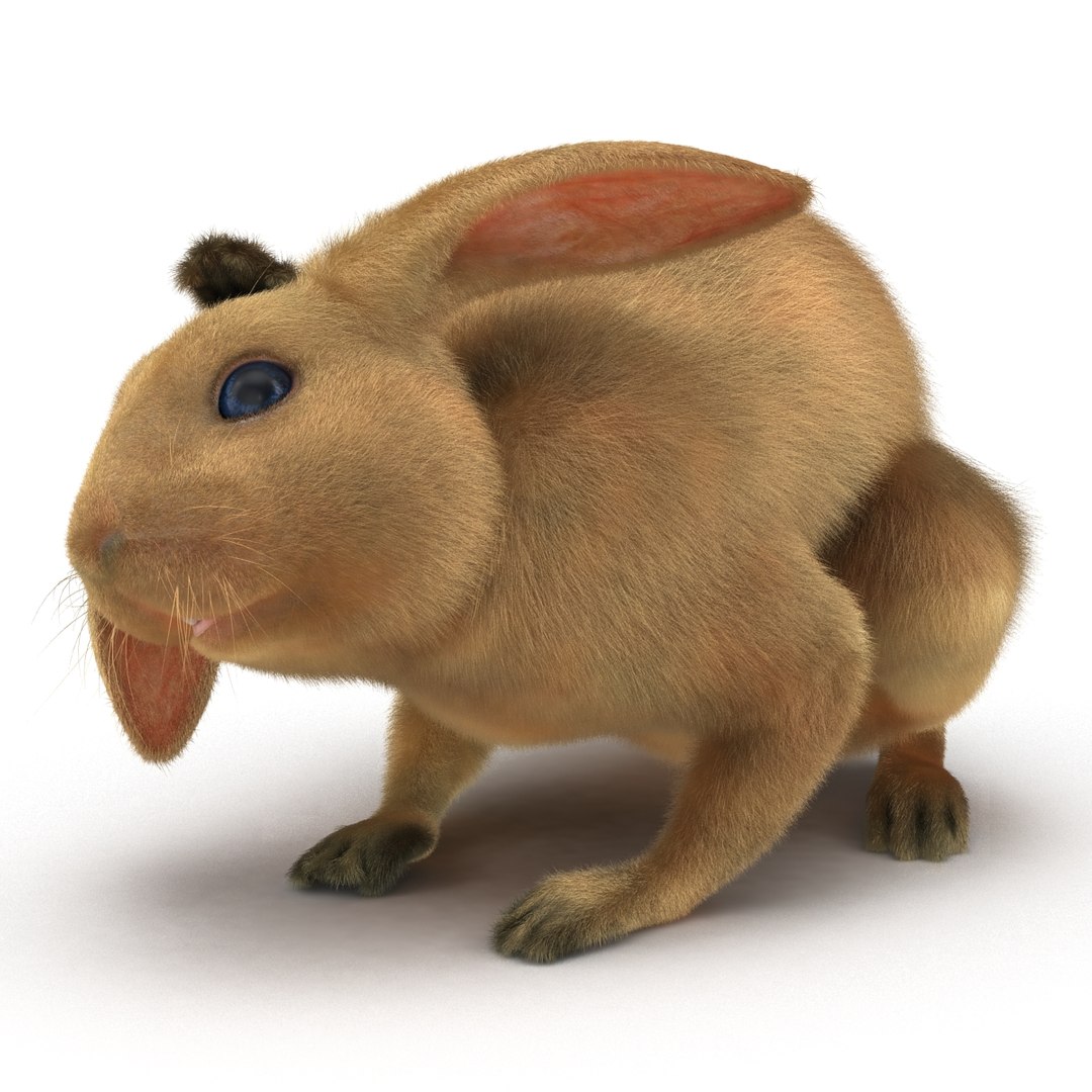 3d Rabbit Pose 4
