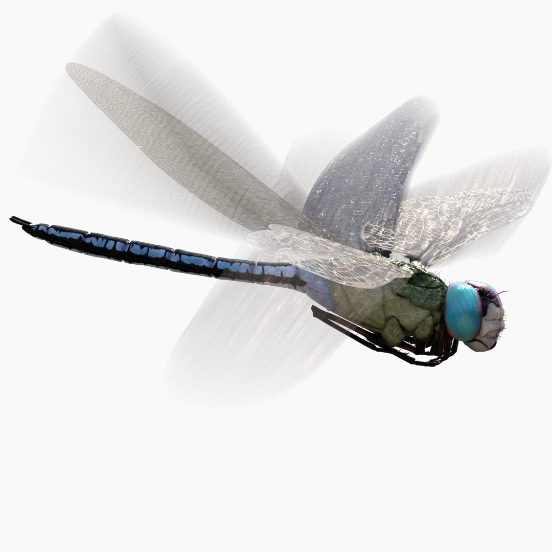 Anax Imperator 3D Model - TurboSquid 1391255