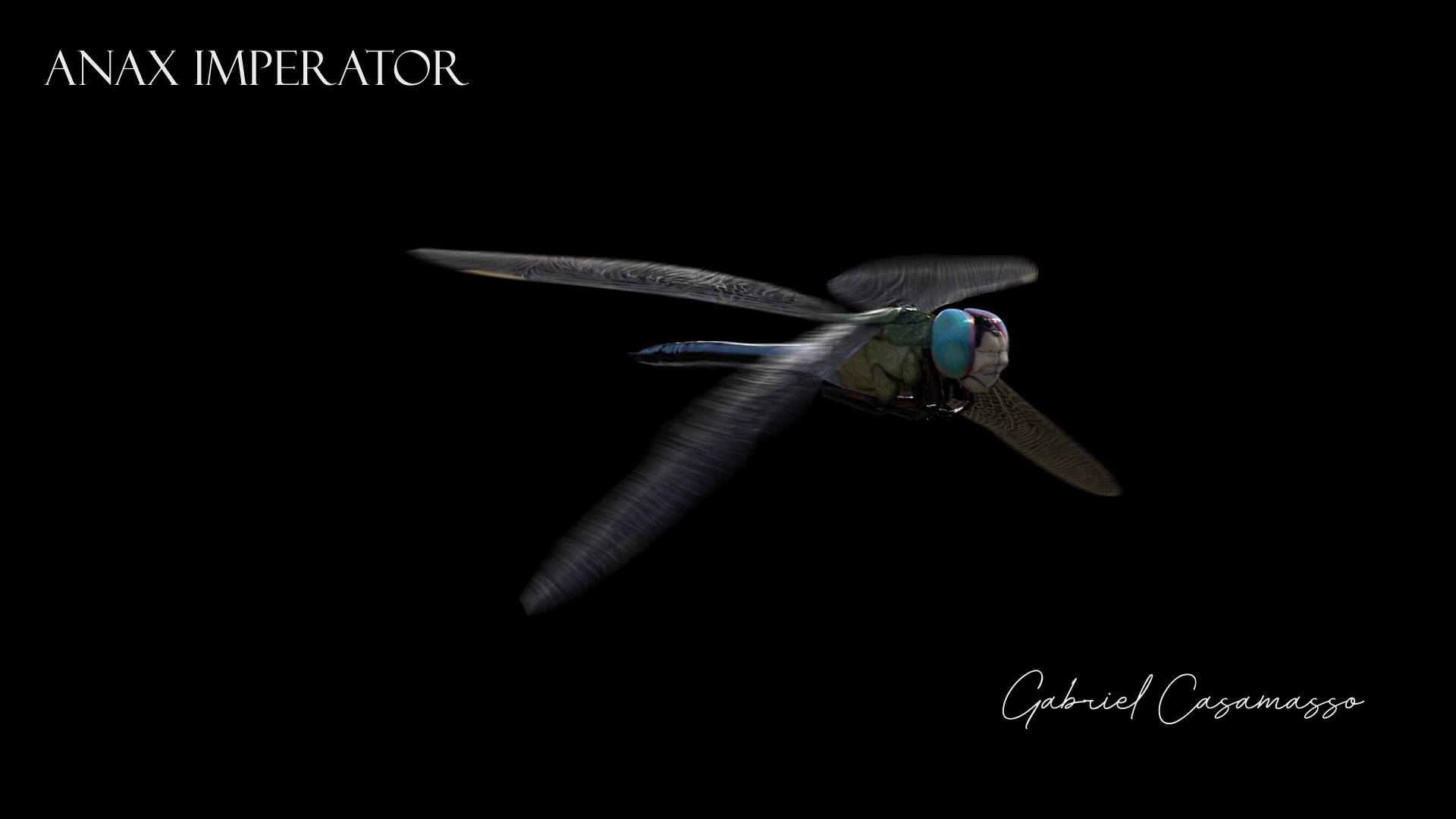 Anax Imperator 3D Model - TurboSquid 1391255
