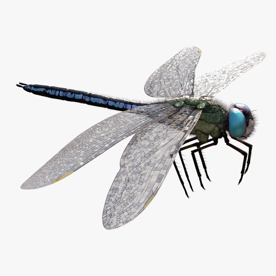 Anax Imperator 3D Model - TurboSquid 1391255
