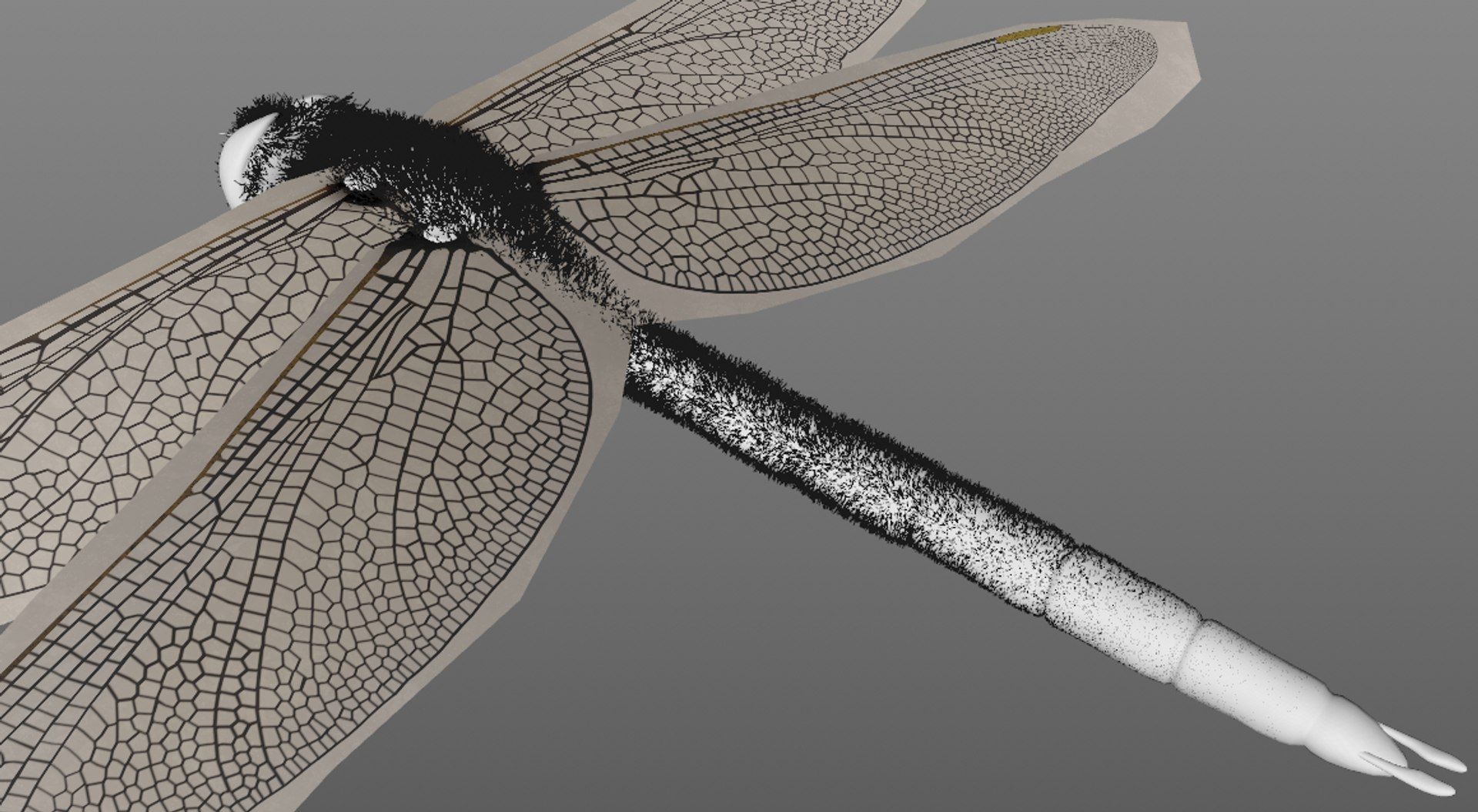 Anax Imperator 3D Model - TurboSquid 1391255