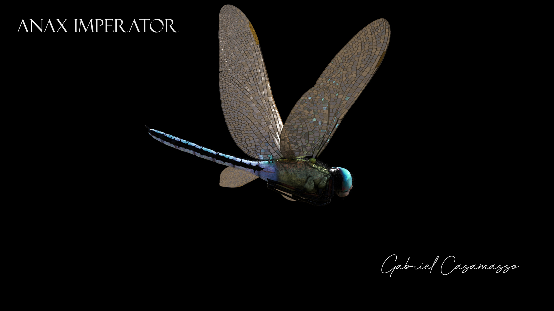 Anax Imperator 3D Model - TurboSquid 1391255