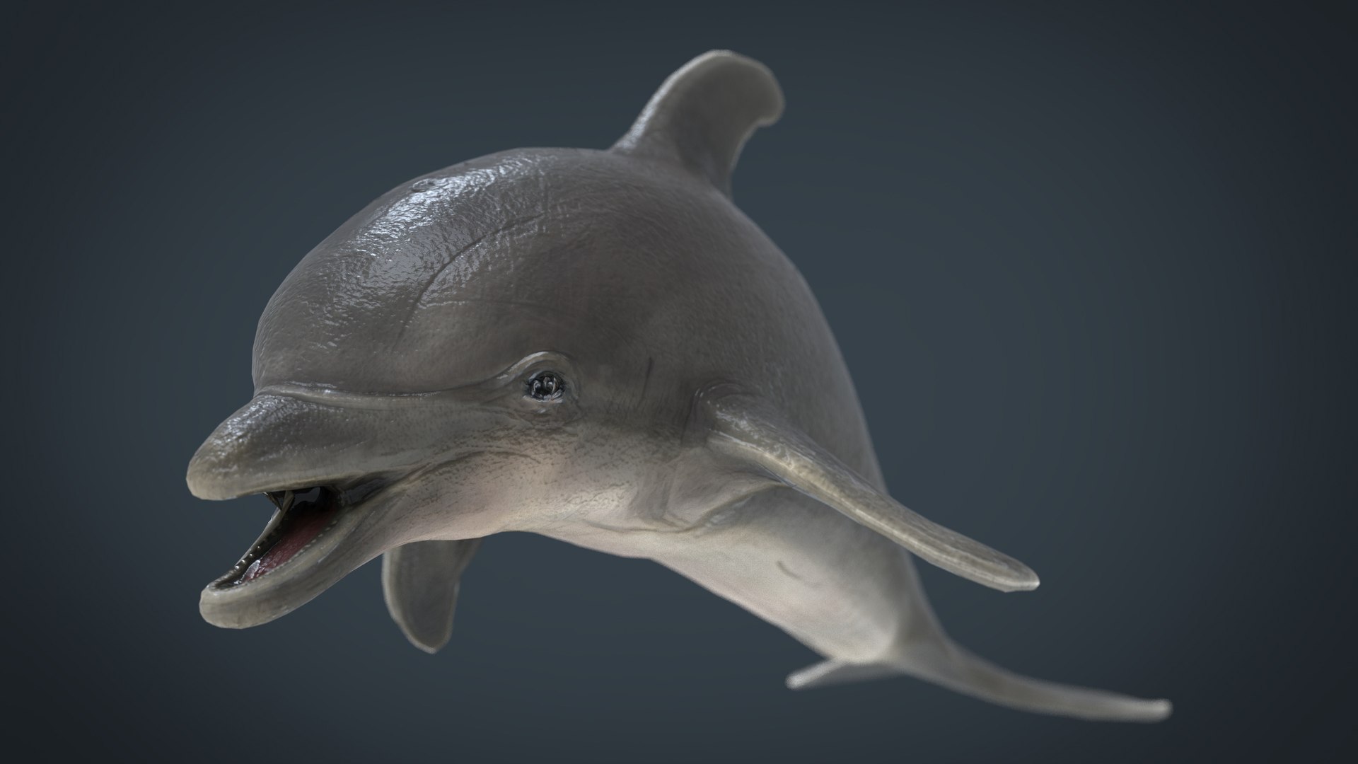 3D Dolphin Animal Mammal Model - TurboSquid 1490140