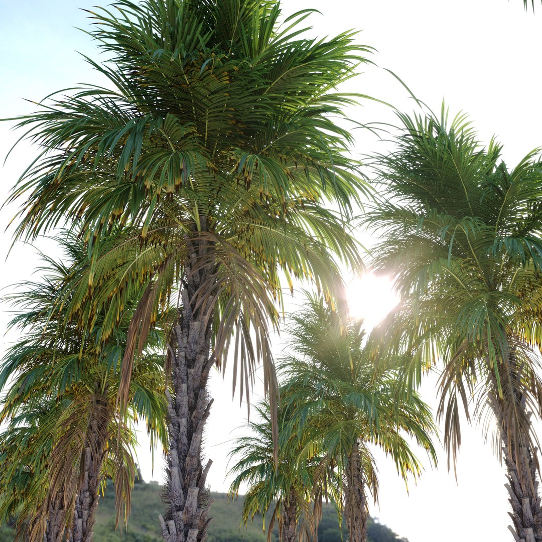 Palm Tree 5 Model - TurboSquid 1950352